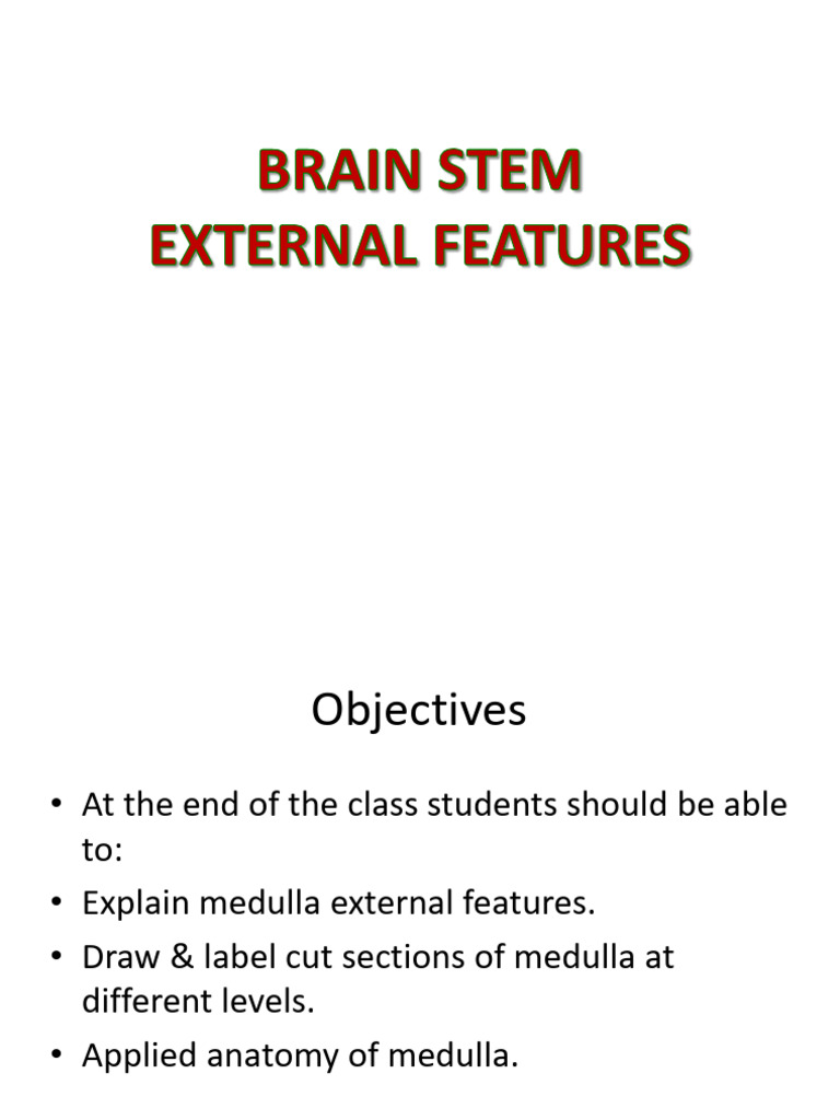 08brain Stem-External Features | PDF | Brainstem | Nervous System