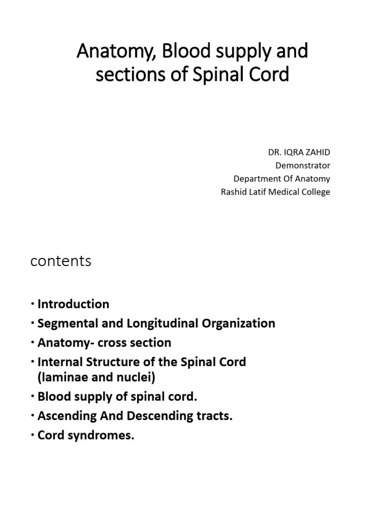 Anatomy, Blood Supply And-Merged 2 | PDF | Spinal Cord | Vertebral Column