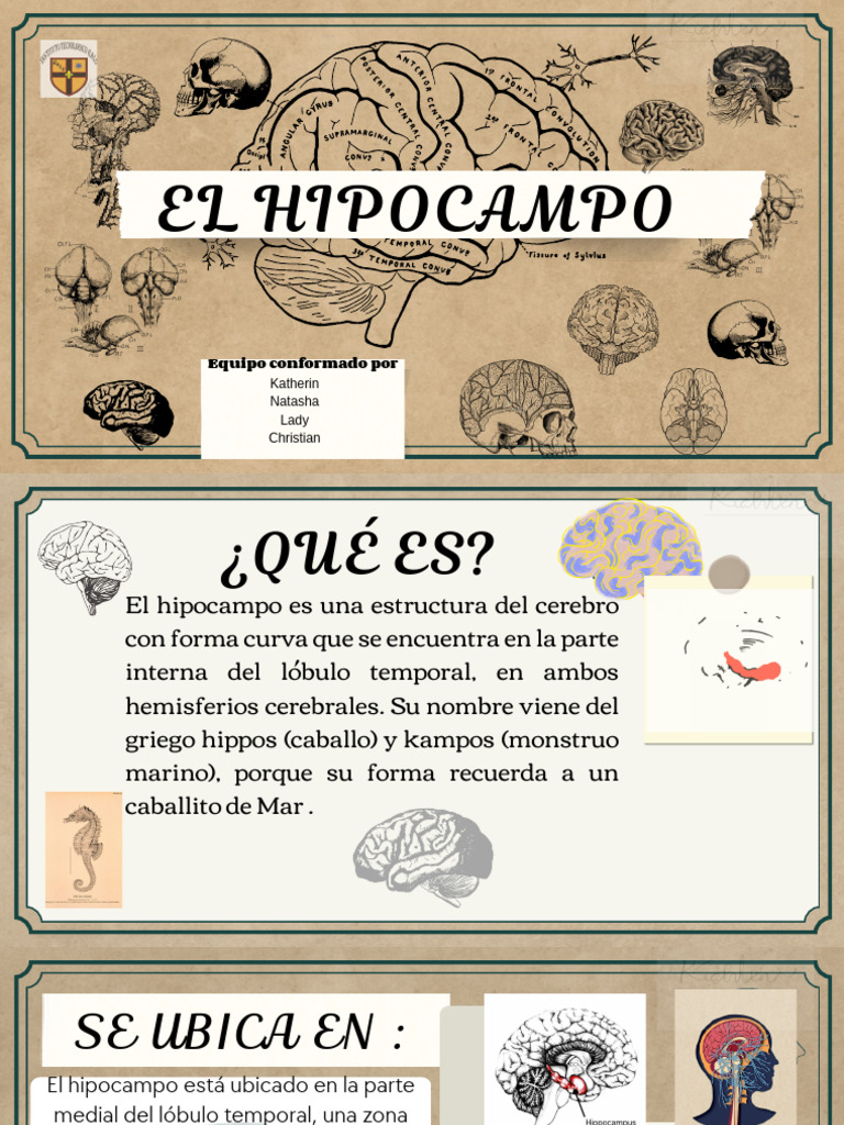 Funciones y ubicación del hipocampo | PDF | Las emociones | Hipocampo