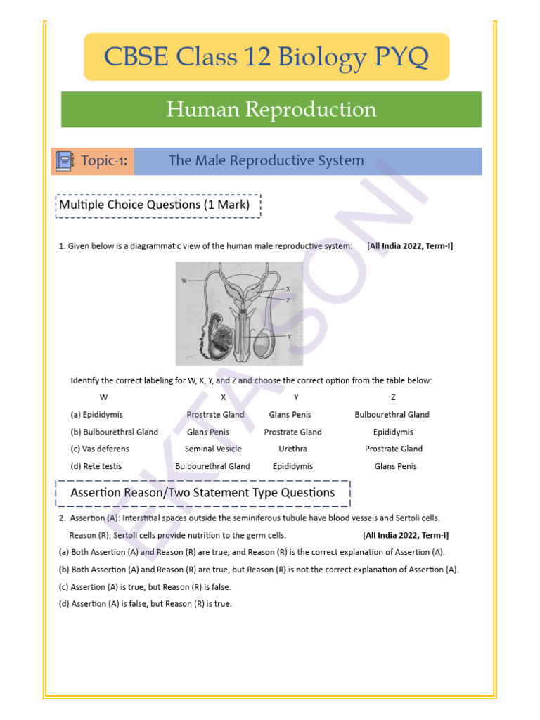 CBSE Class 12 Biology: Human Reproduction PYQs | PDF | Menstrual Cycle | Luteinizing Hormone