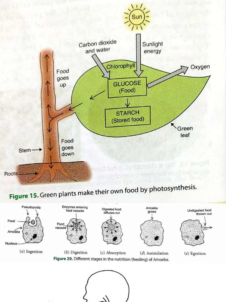 Life Process (Diagram) | PDF