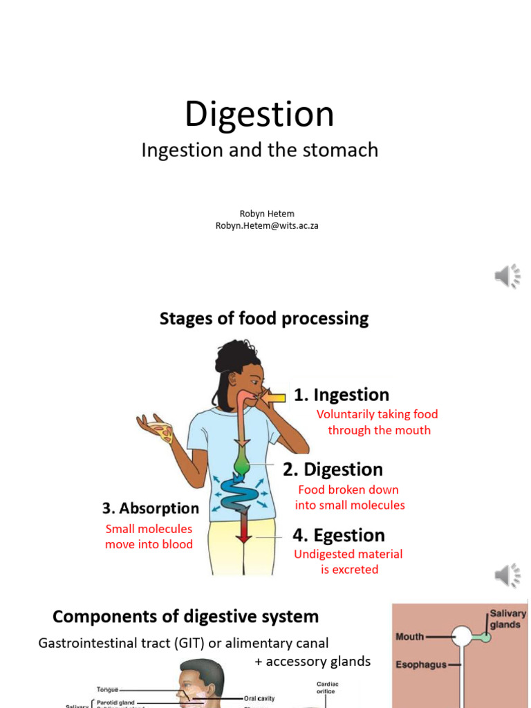 Food Processing and Swallowing | PDF | Digestion | Animal Anatomy