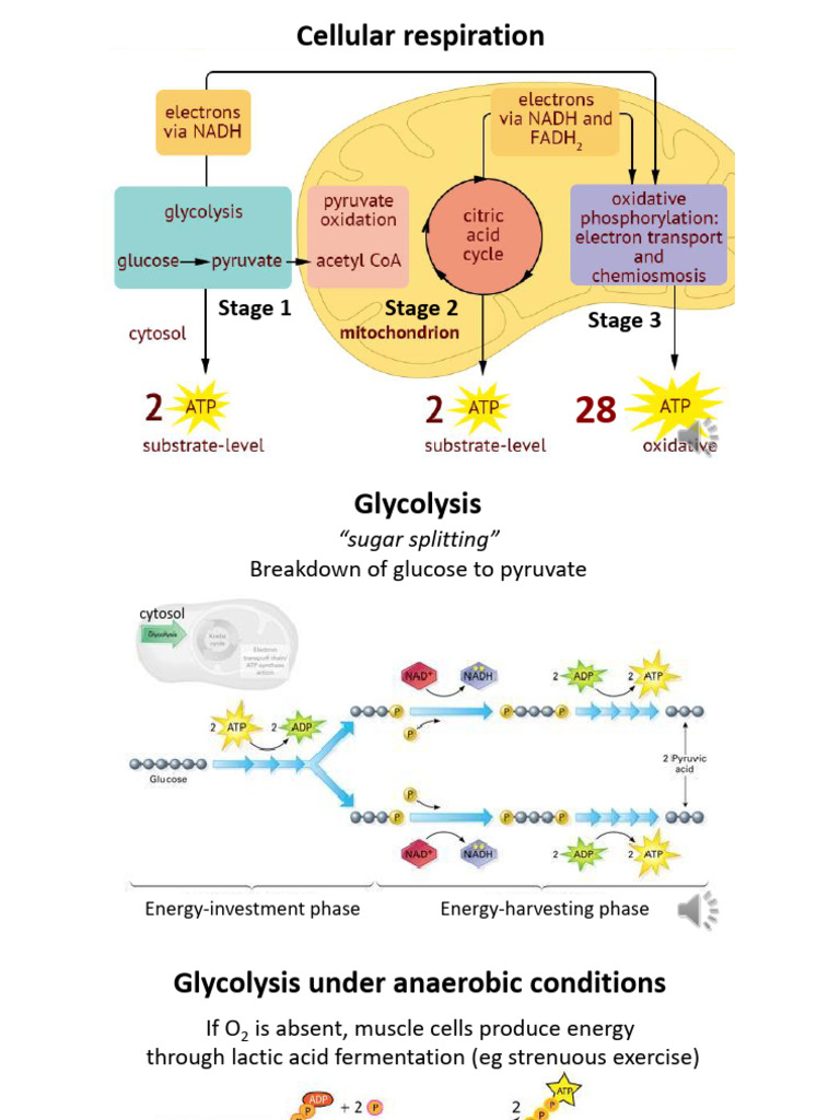 Cellular Respiration Process Overview | PDF
