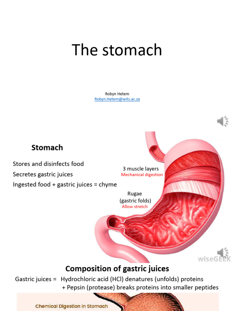 The Stomach | PDF