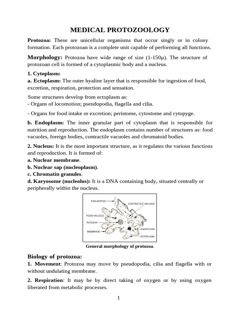 Medical Protozoology | PDF | Protozoa | Biology