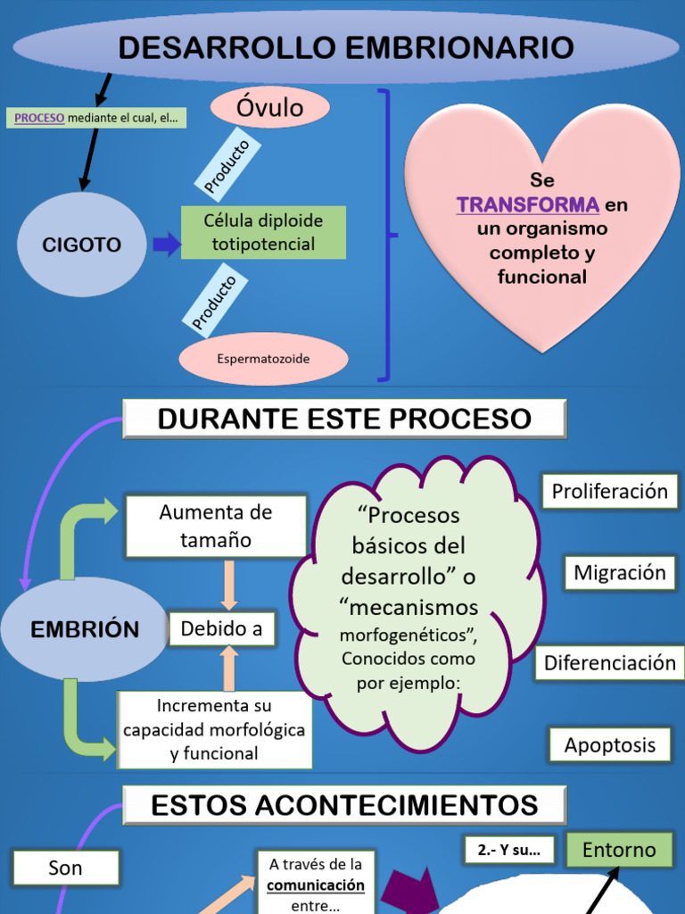 Dedsarrollo Del Embión | PDF | Transducción de señales | Receptor ...