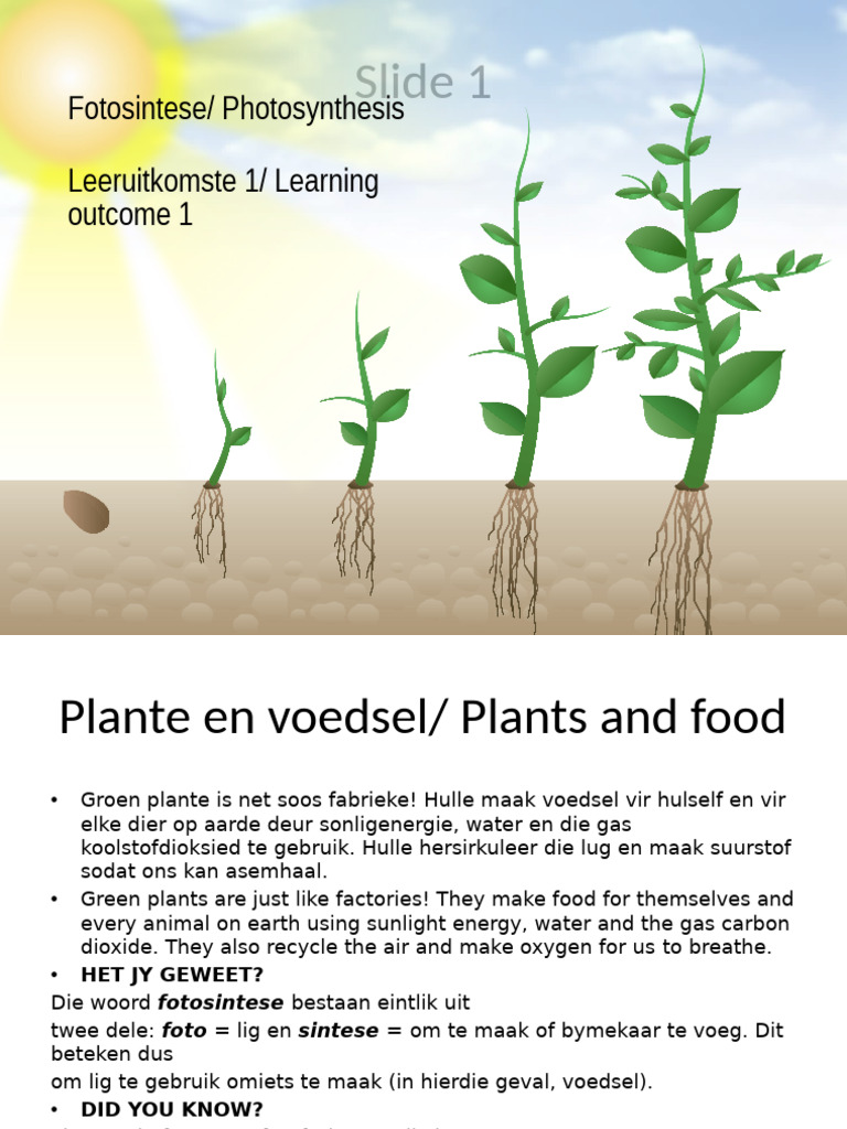 GR 6 Natural Science Lesson Plan | PDF | Leaf | Botany