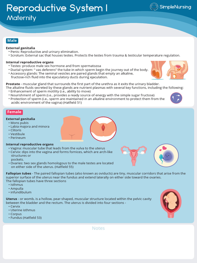 Obg 1 | PDF | Menstrual Cycle | Reproductive System