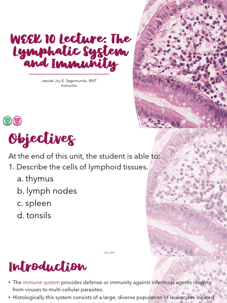 Hhis 221 Week 10 Lecture Lymphoid Tissue and Immunity | PDF | Lymph Node | Lymphatic System
