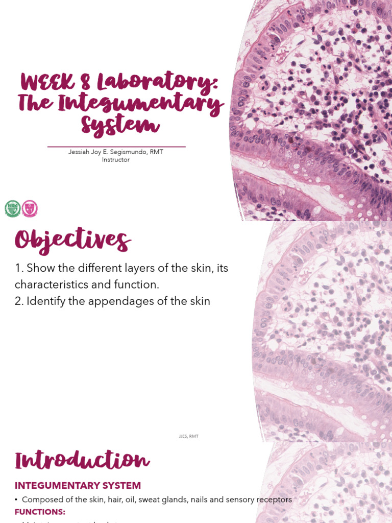Hhis 221 Week 8 Laboratory Integumentary System | PDF | Skin ...
