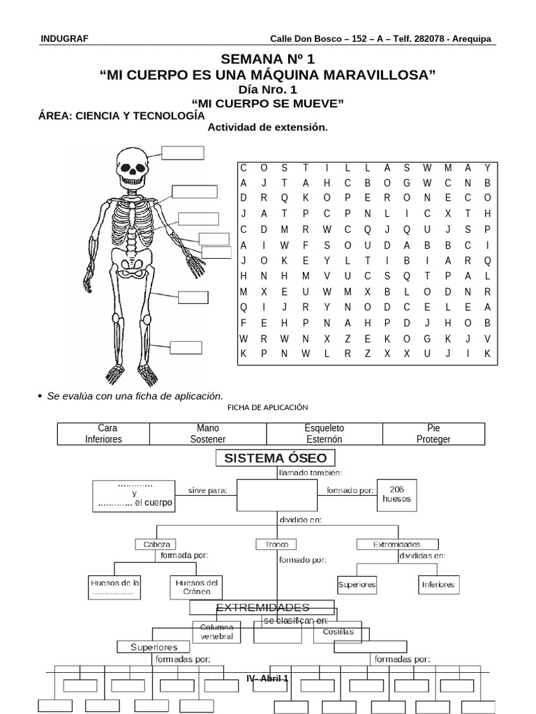 Fichas de Evaluación - 4° | PDF | Esqueleto | Hueso