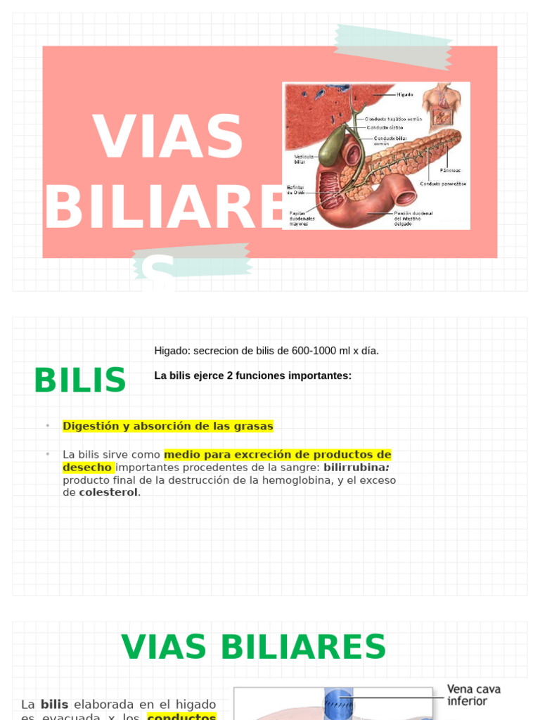 Vias Biliares | PDF | Bilis | Hígado