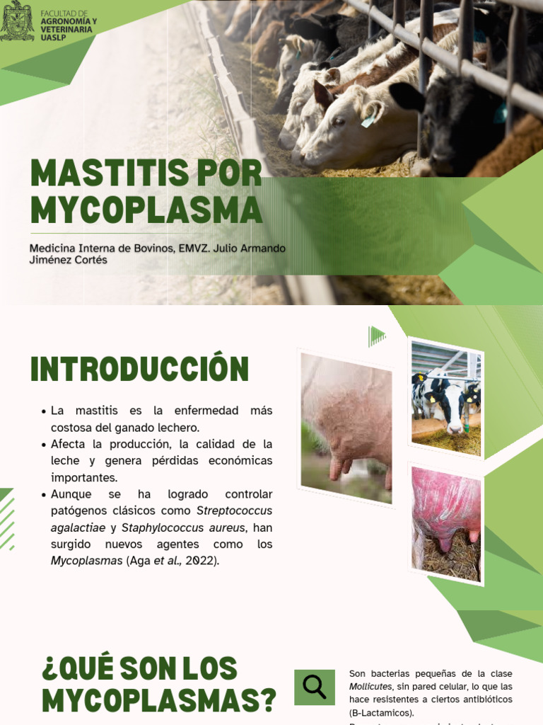 Mastitis Por Mycoplasma. | PDF | Inflamación | Microbiología