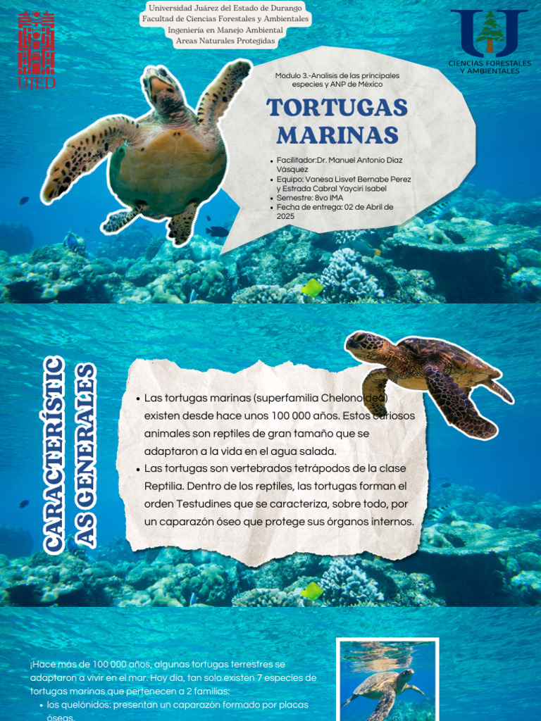 Presentacion Tortugas Marinas | PDF | Tortuga marina | Tortuga