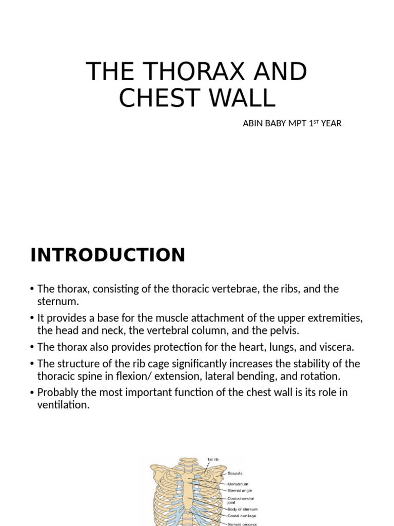 THE THORAX AND CHEST WALL | PDF | Vertebra | Vertebral Column