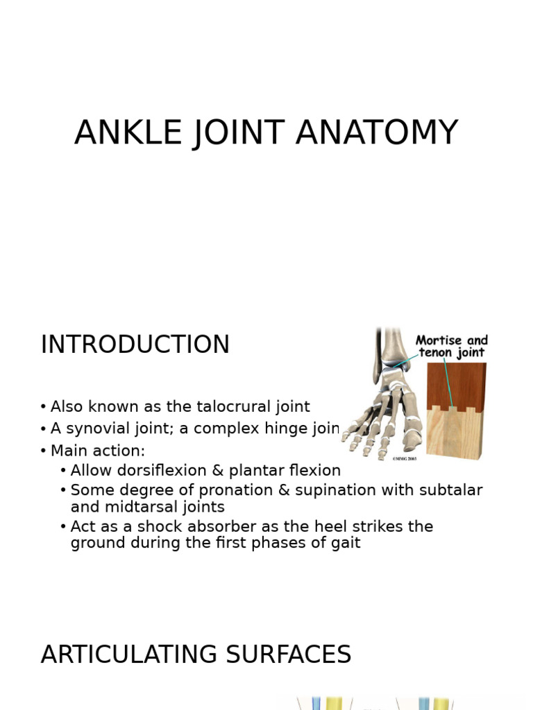 Ankle Joint Anatomy Overview | PDF | Ankle | Musculoskeletal System