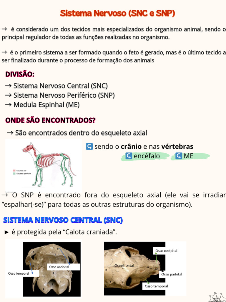 Sistema Nervoso (SNC e SNP) | PDF | Sistema nervoso central | Cérebro