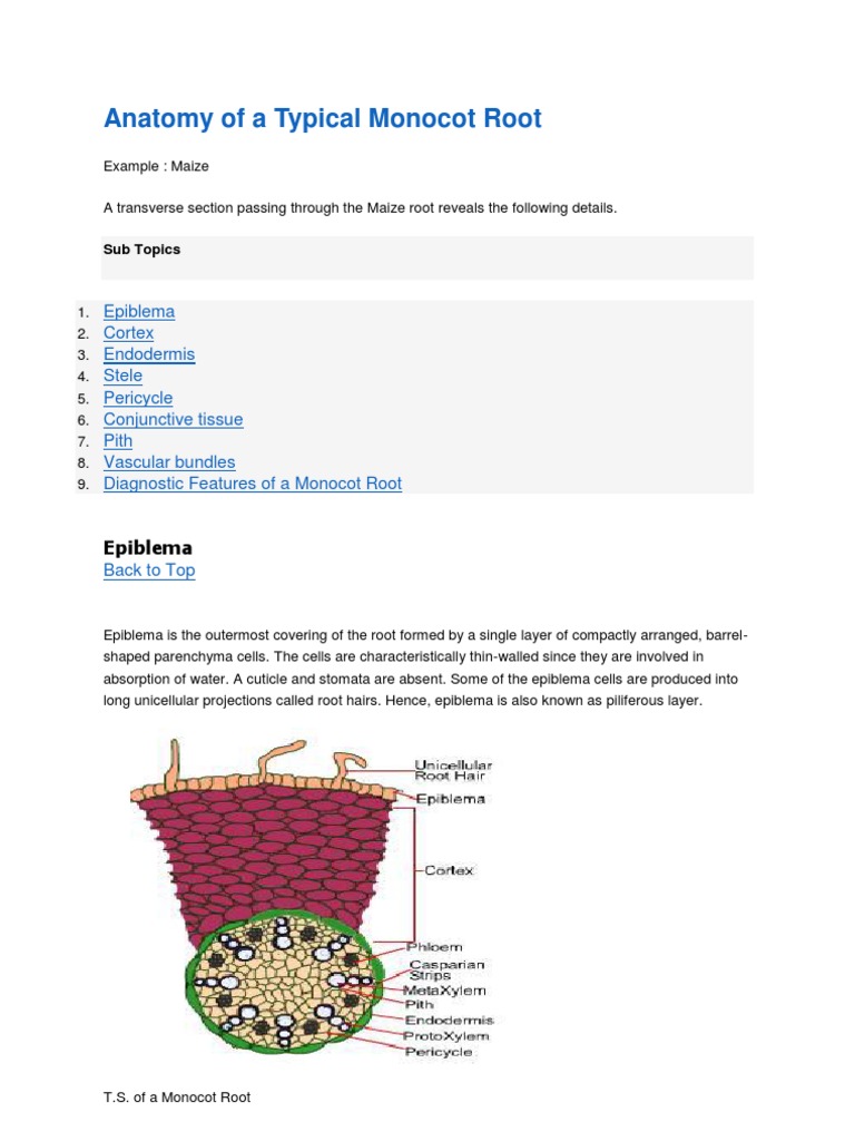 Anatomy of A Typical Monocot Root | PDF | Tissue (Biology) | Root