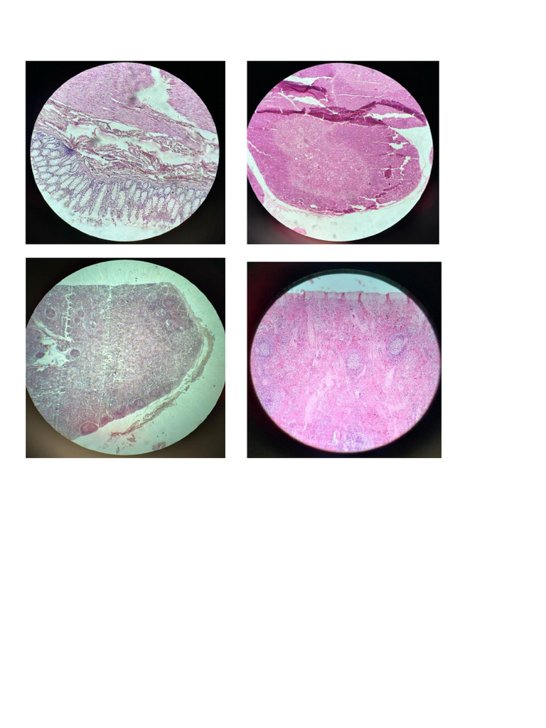Histo Imágenes | PDF