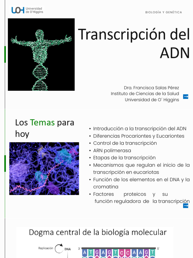 Clase 8 Transcripcion y Traduccion | PDF | Traducción (biología) | Rna