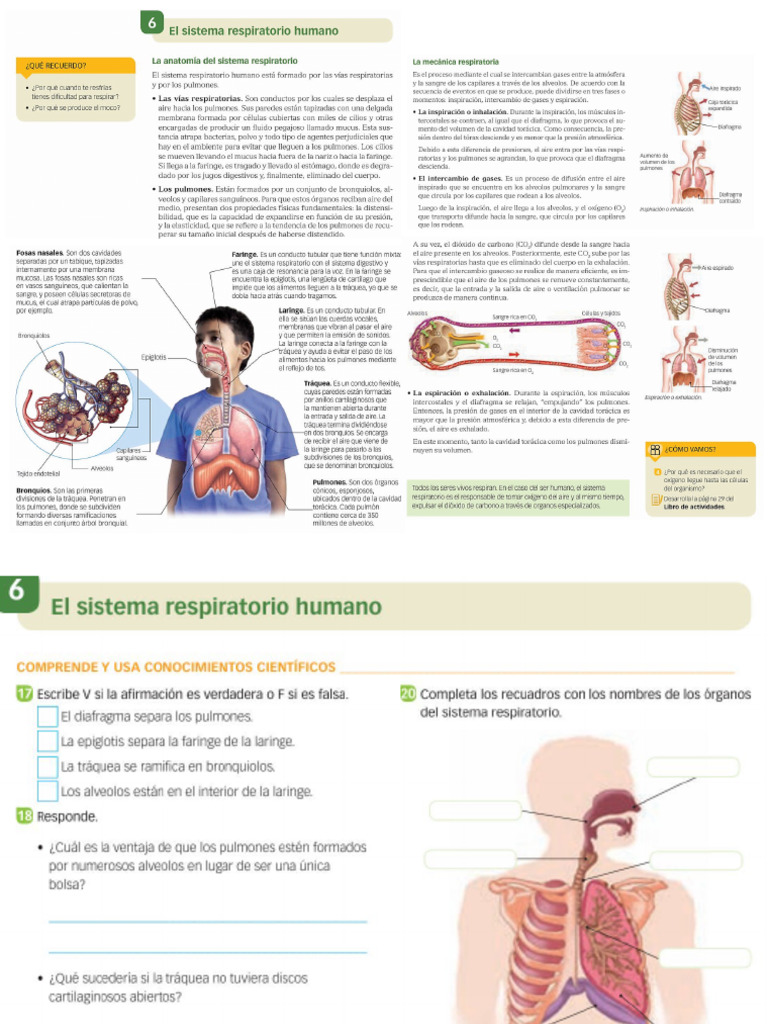 Ficha 17 Sistema Respiratorio Humano | PDF