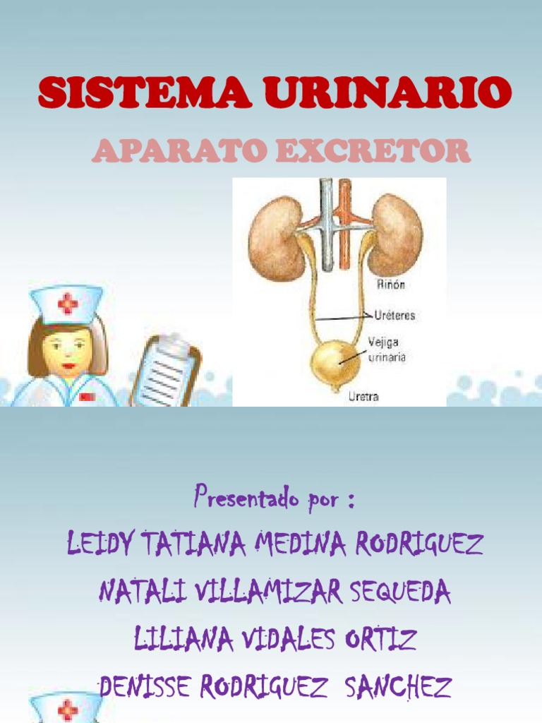 EXPOSICION_SISTEMA_URINARIO[1] | Sistema urinario | Vejiga urinaria | Prueba gratuita de 30 días ...