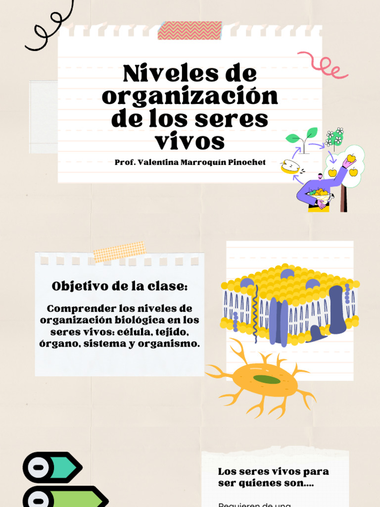 Organización Biológica de Los Seres Vivos | PDF