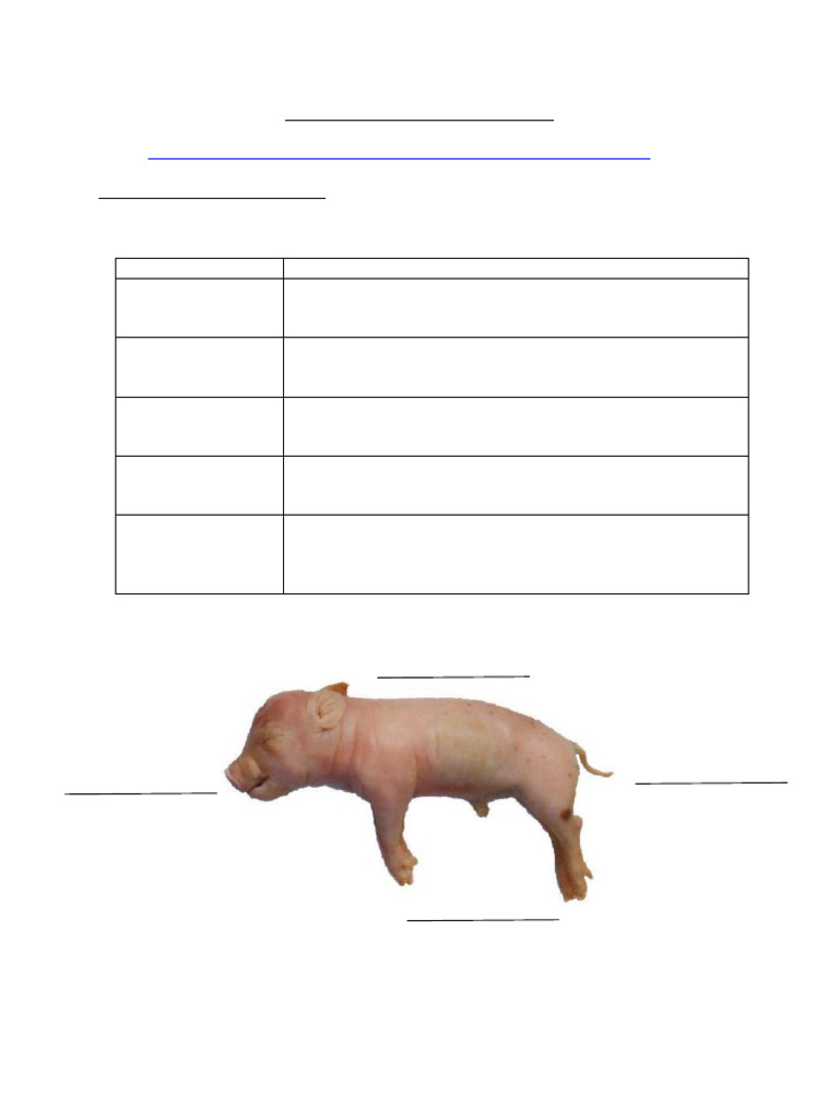 Pig Dissection - Virtual Assignment - Biology GR 11 | PDF | Circulatory ...