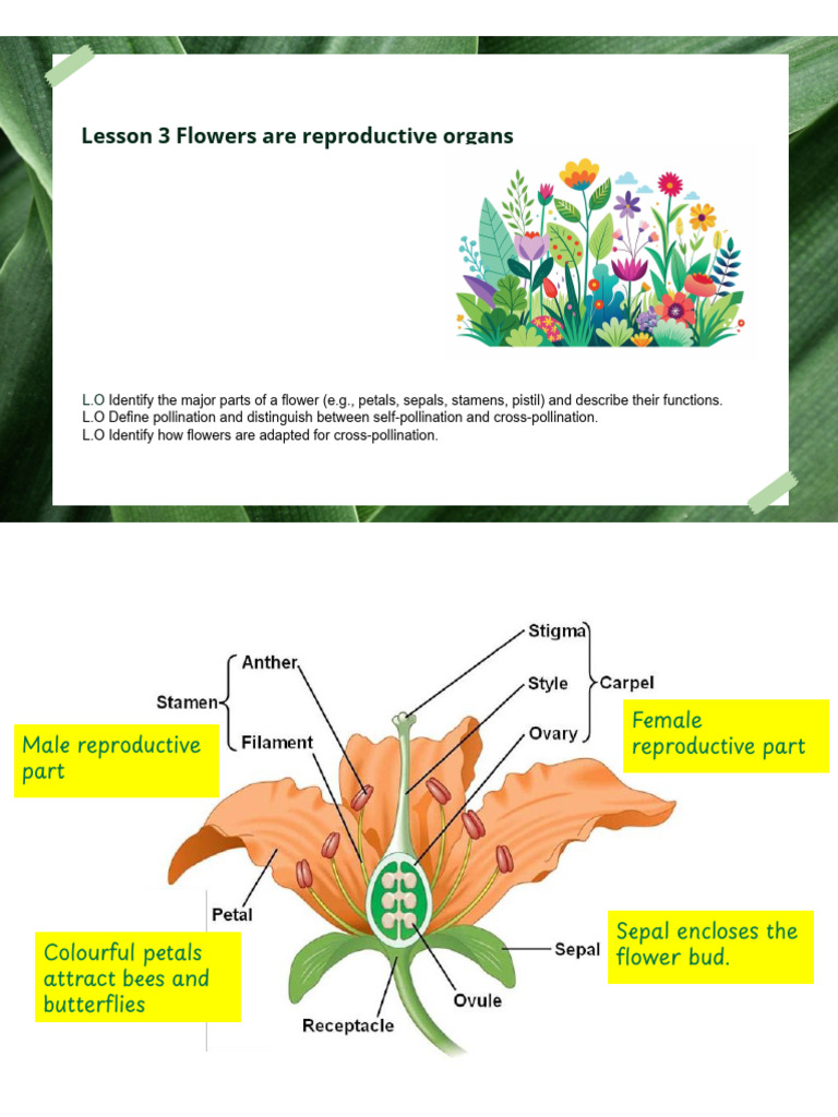 Y8 Flowers - Lesson Notes | PDF