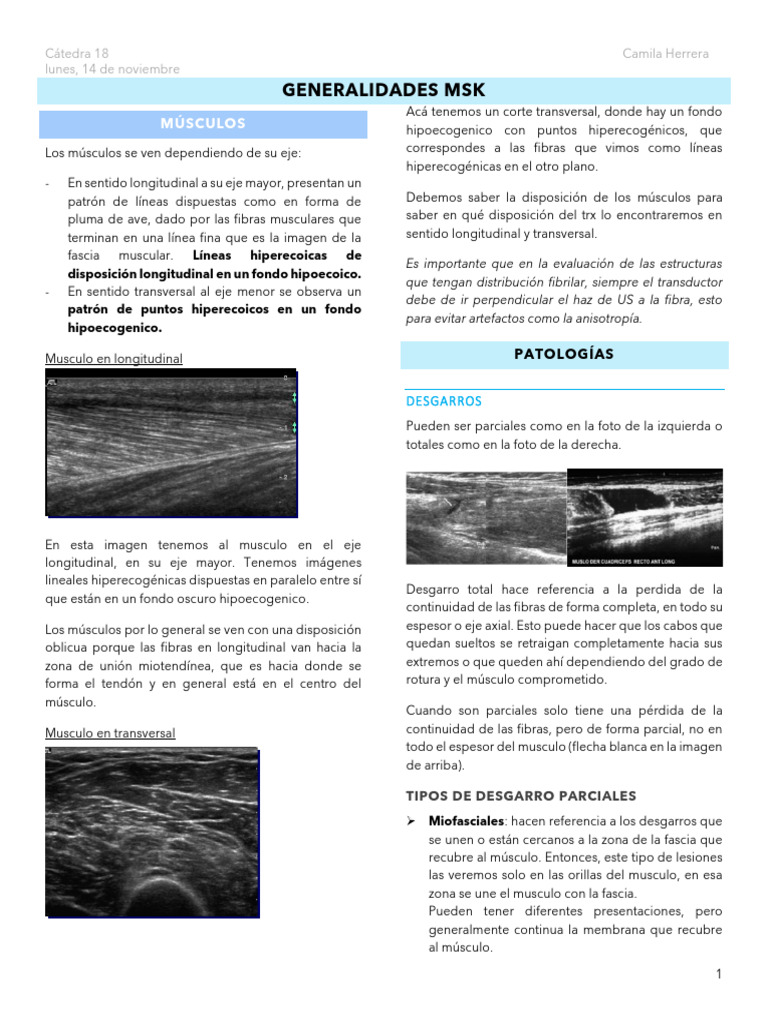 Clase 18. Generalidades MSK | PDF | Músculo | Tendón