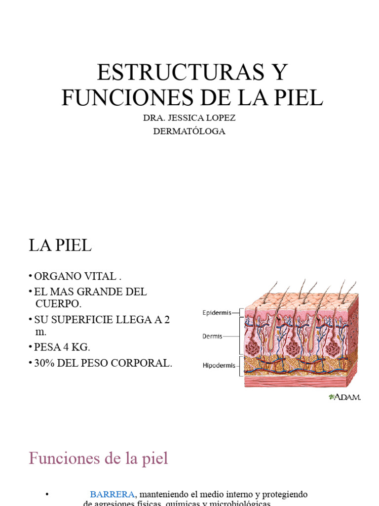 Estructura y Funciones de la Piel | PDF | Epidermis | Piel