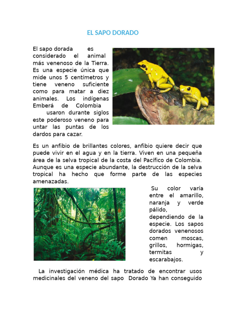 Características del Sapo Dorado Venenoso | PDF