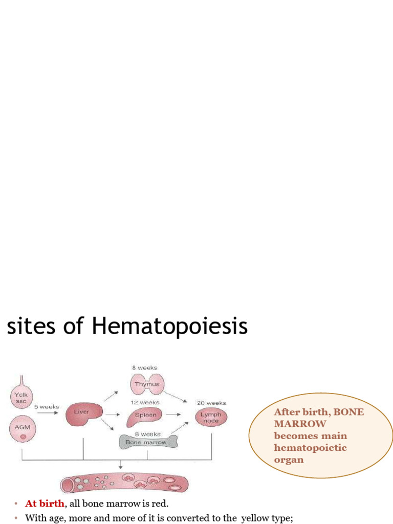 Bone Marrow Aspiration (1) | PDF | Bone Marrow | Blood