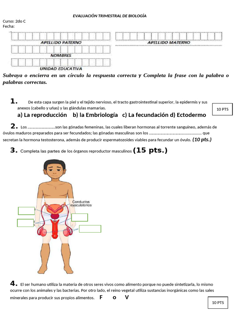 Examen Trimestral 2do A | PDF