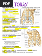 Anatomía y Estructura del Tórax | PDF | Tórax | Vértebra