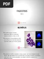 Polarización de Macrófagos M1 y M2 | PDF | Macrófago | Citocina