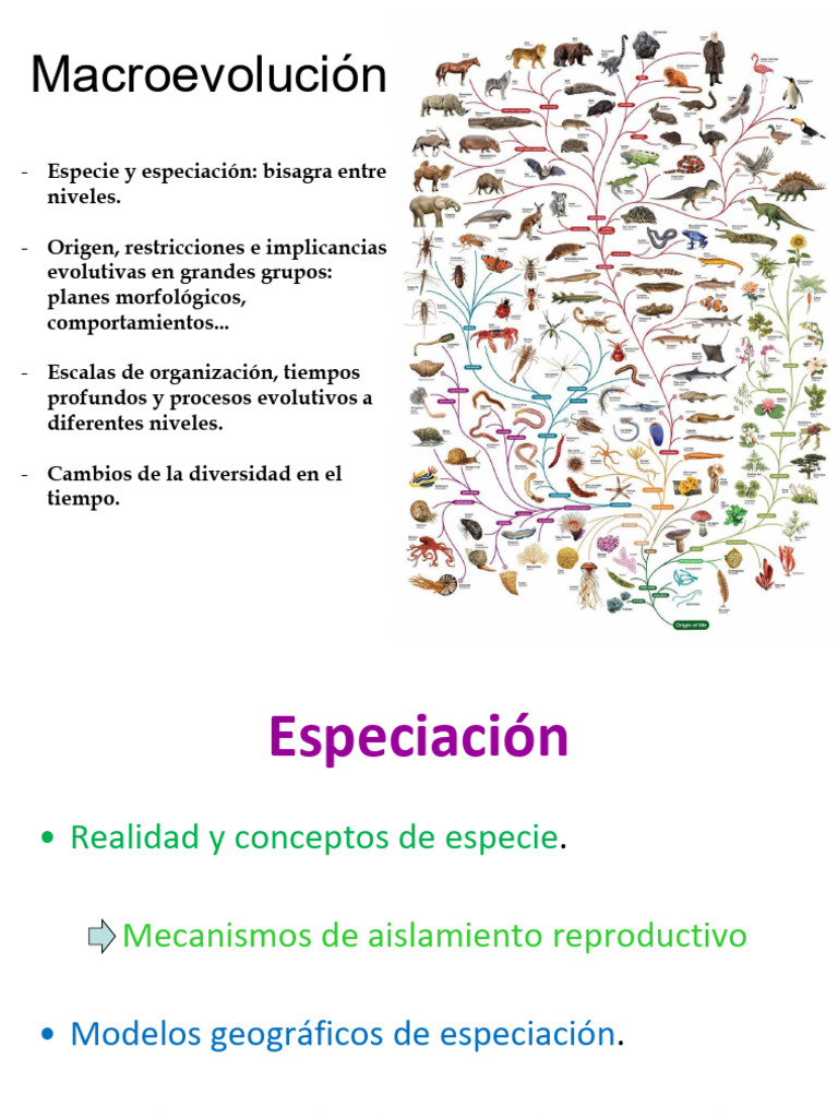 Presentacion Modulo 4. Especiacion - 2025 | PDF | Evolución | Naturaleza