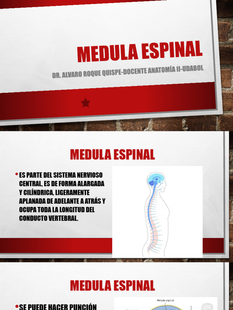 Medula Espinal | PDF | Médula espinal | Anatomía