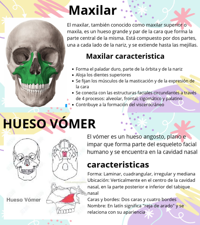 Anatomía del Hueso Maxilar | PDF