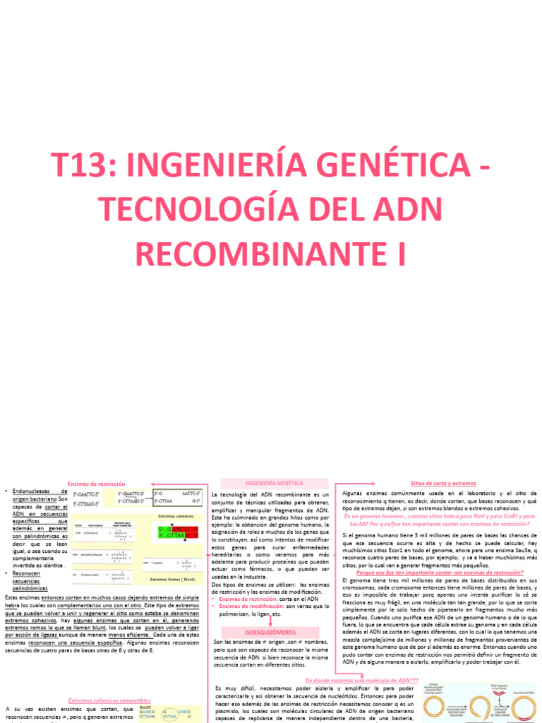 Resumen ADN Recombinante I y II | PDF | Adn | Plásmido
