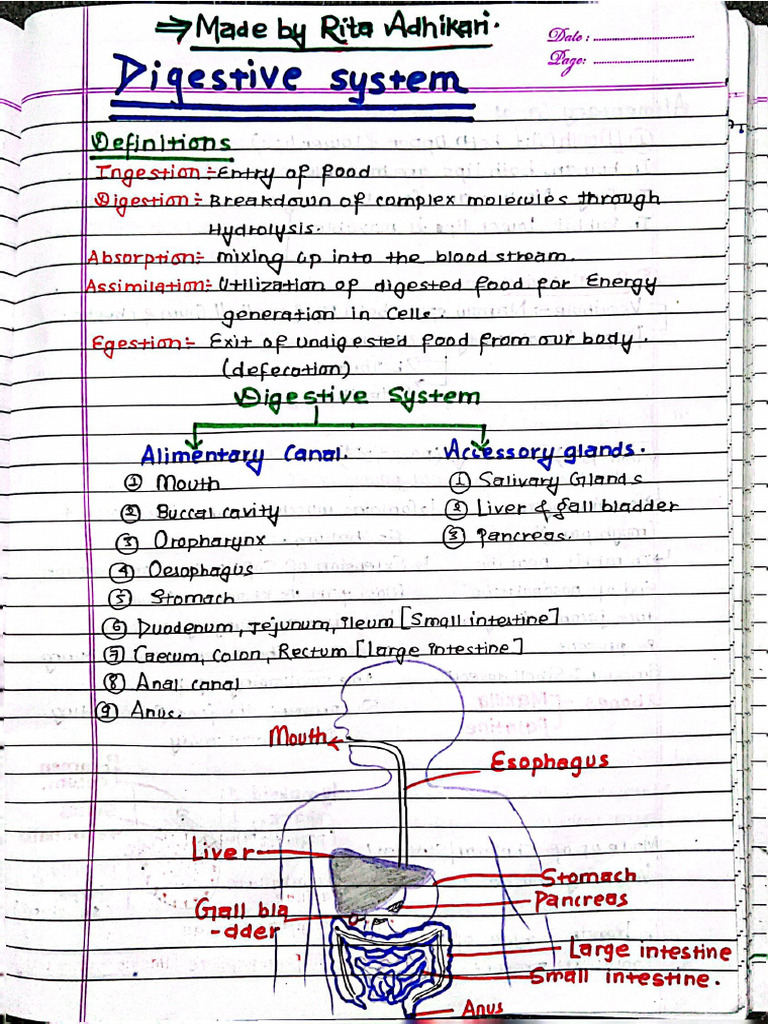Digestive System Notes | PDF