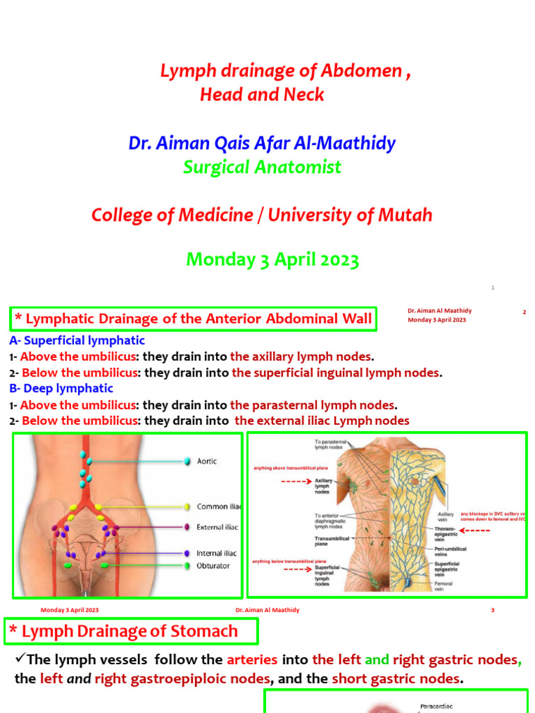 Lymph Drainage of Abdomen | PDF | Neck | Lymphatic System