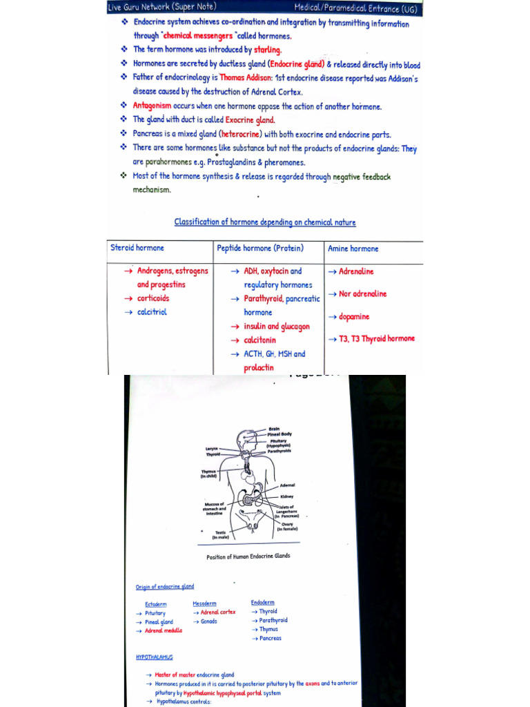 Endocrine | PDF