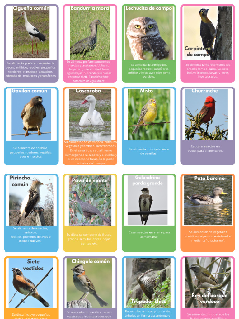 Tarjetas Sobre Aves y Alimentación - 1 | PDF | Insectos | Aves