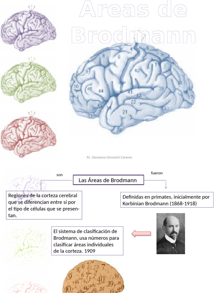 Áreas de Brodmann y sus funciones | PDF | Corteza cerebral | Lóbulo frontal