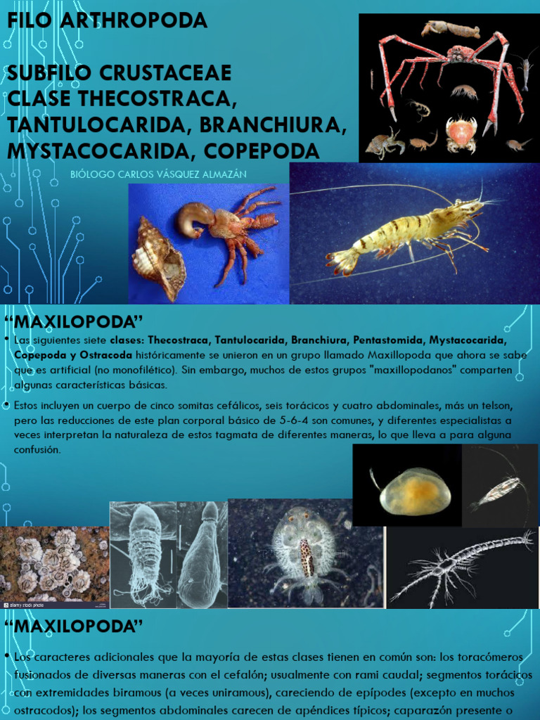 Clase 15 SubPhylum Crustacea Clase Thecostraca | PDF | Crustáceo