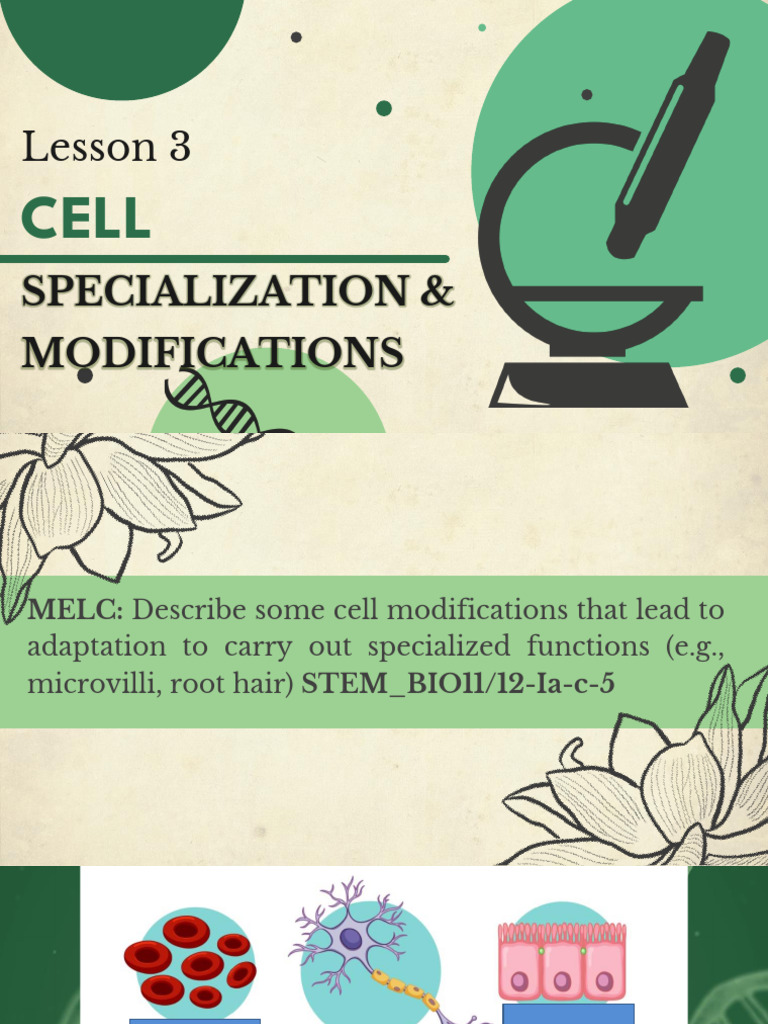 Lesson 3 - Cell Specialization | PDF | Red Blood Cell | Blood