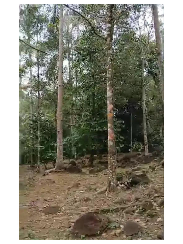 Foto Kebun Cengkeh | PDF