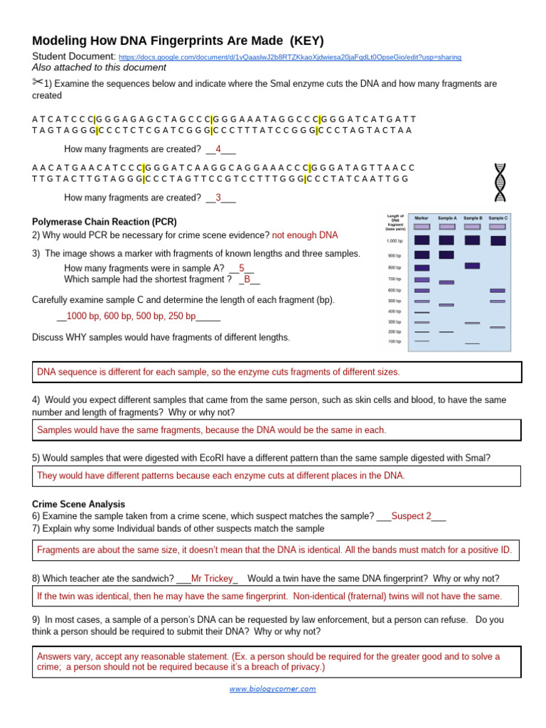 DNA Fingerprinting Process Explained | PDF | Dna Profiling | Polymerase ...