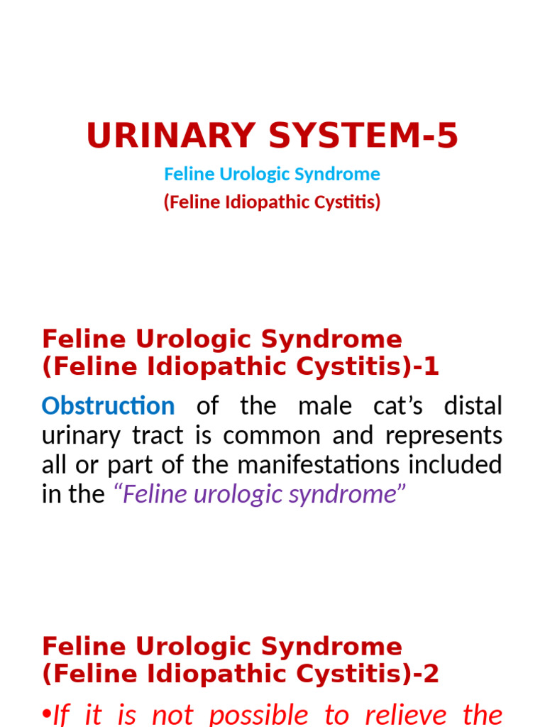Urinary System-5 FUS | PDF | Urology | Genitourinary System